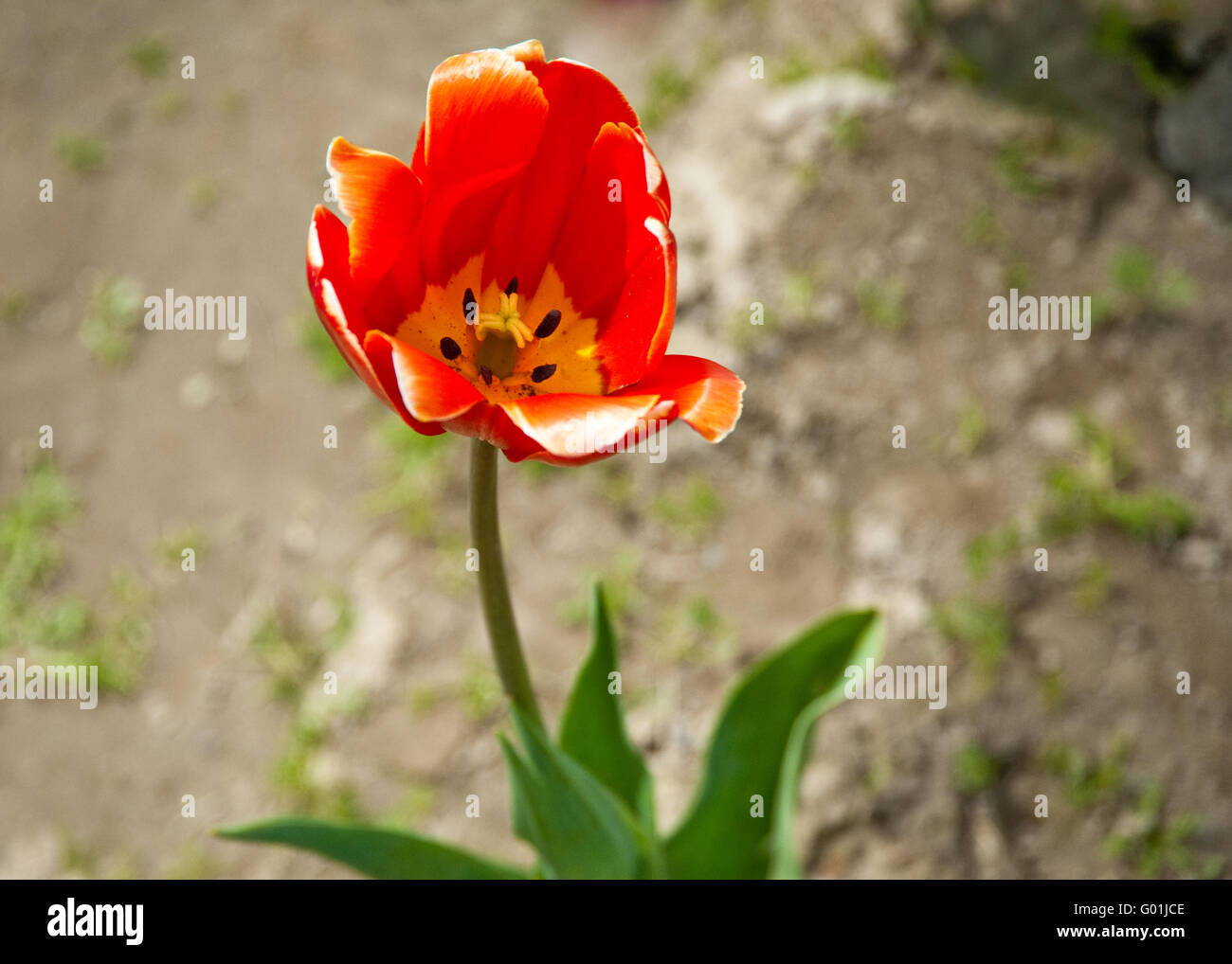 Beautiful red tulip bud hi-res stock photography and images - Alamy
