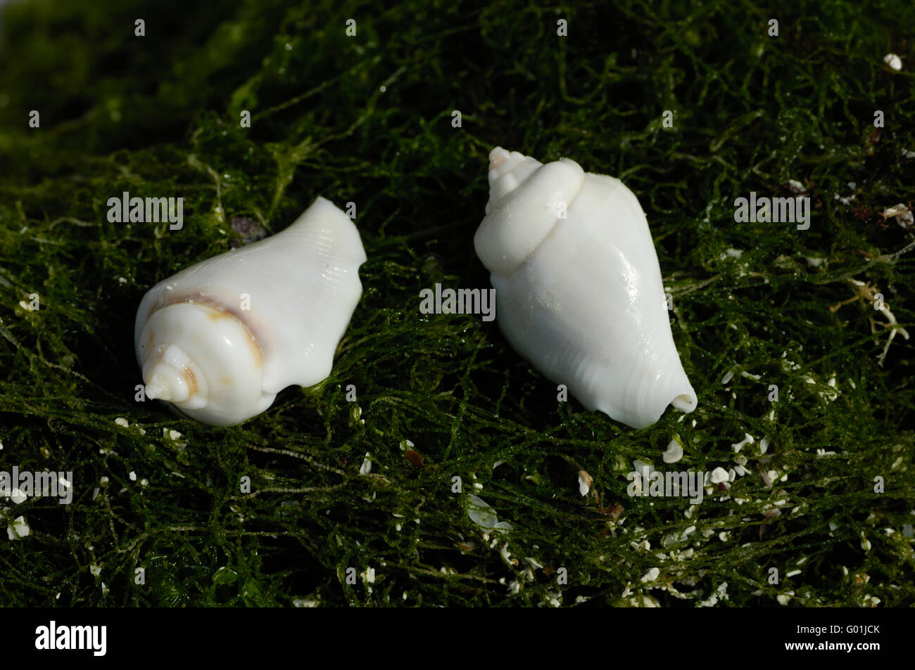 Pongwe bay zanzibar hi-res stock photography and images - Alamy