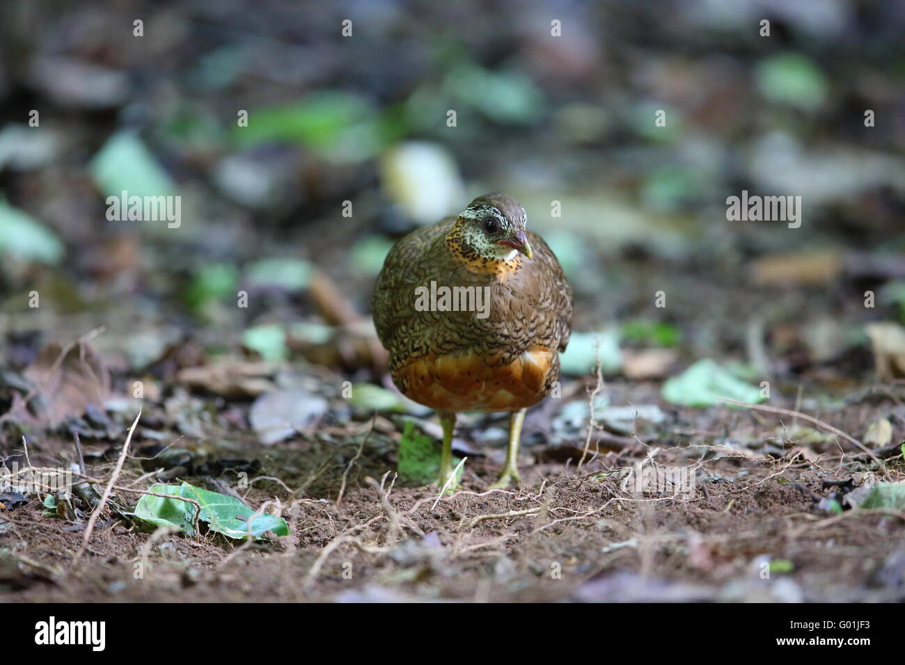 Green-legged Partridge or Scaly-breasted Partridge (Arborophila ...