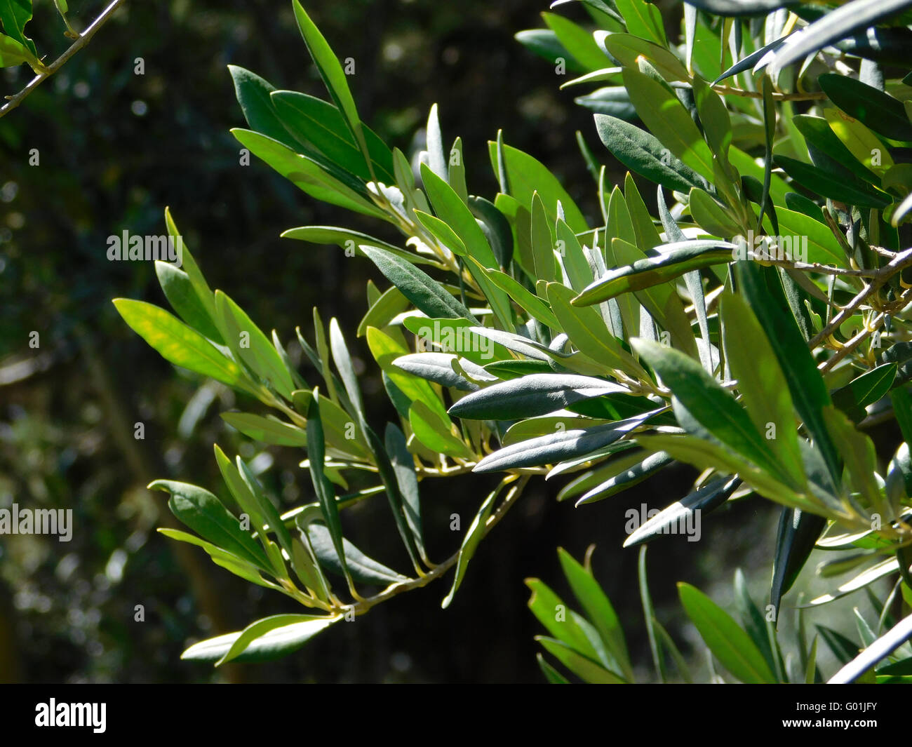leaves olive tree Stock Photo - Alamy