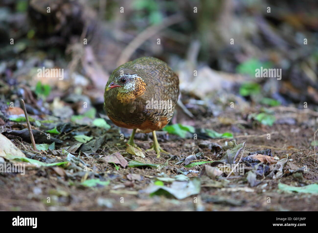 Green-legged Partridge or Scaly-breasted Partridge (Arborophila ...
