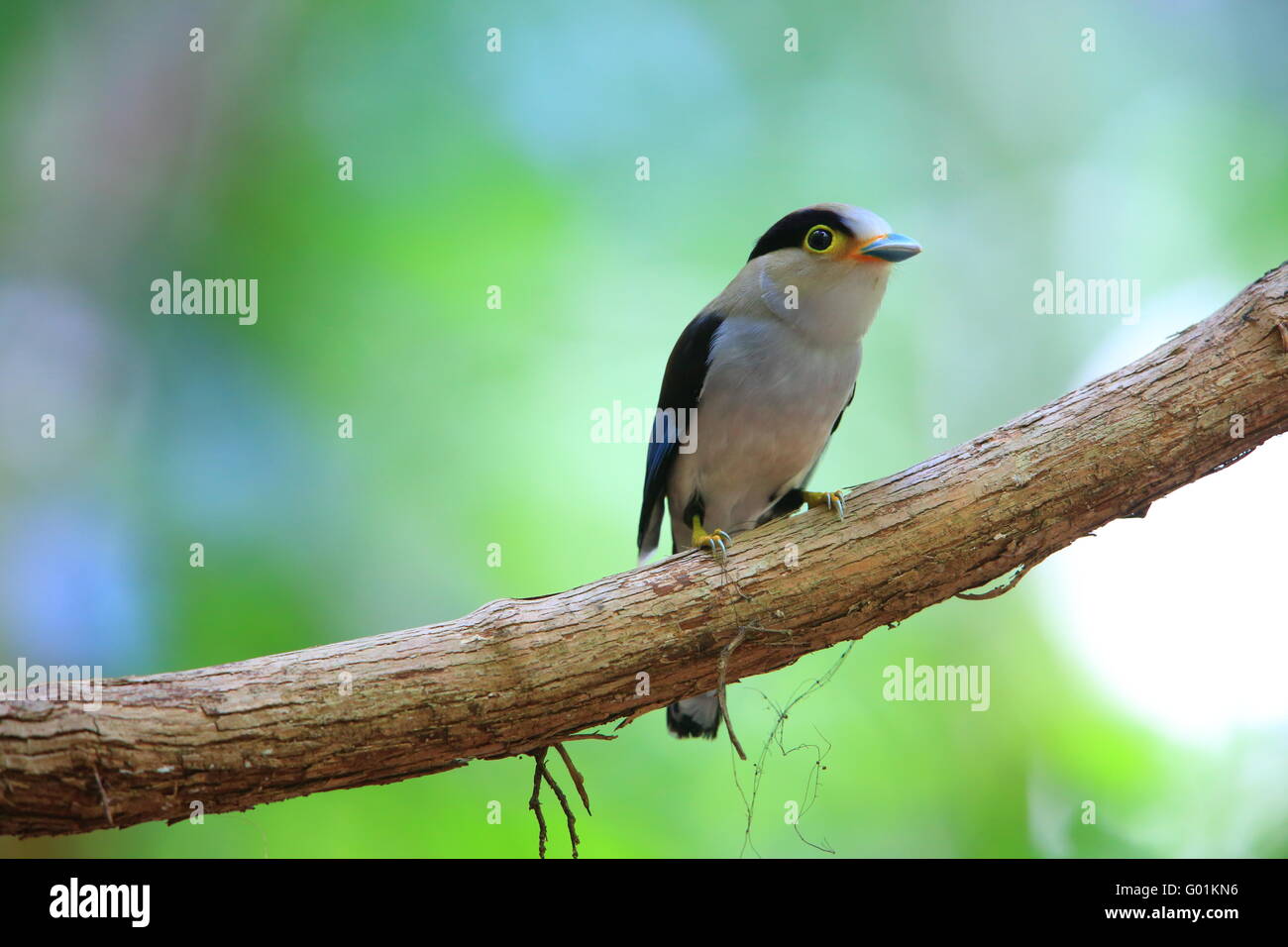Silver breasted broadbill hi-res stock photography and images - Alamy