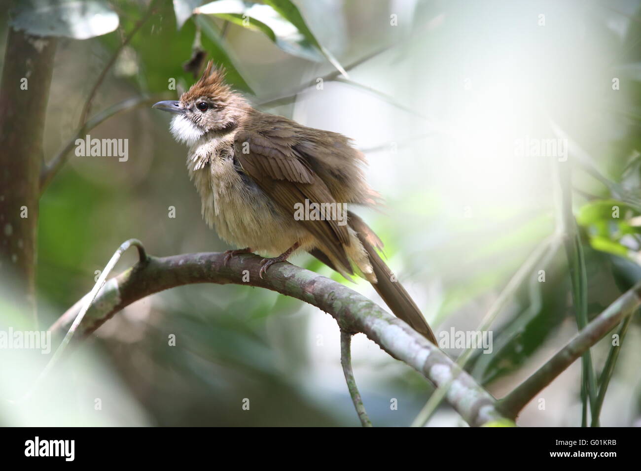 Ochraceous hi-res stock photography and images - Alamy