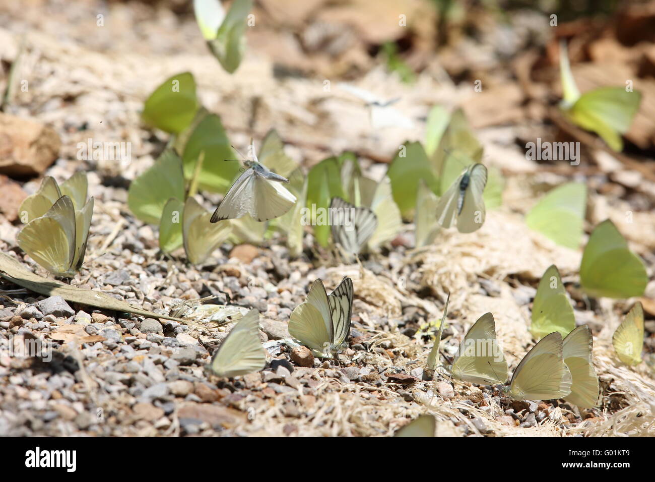 Asian butterflies hi-res stock photography and images - Alamy