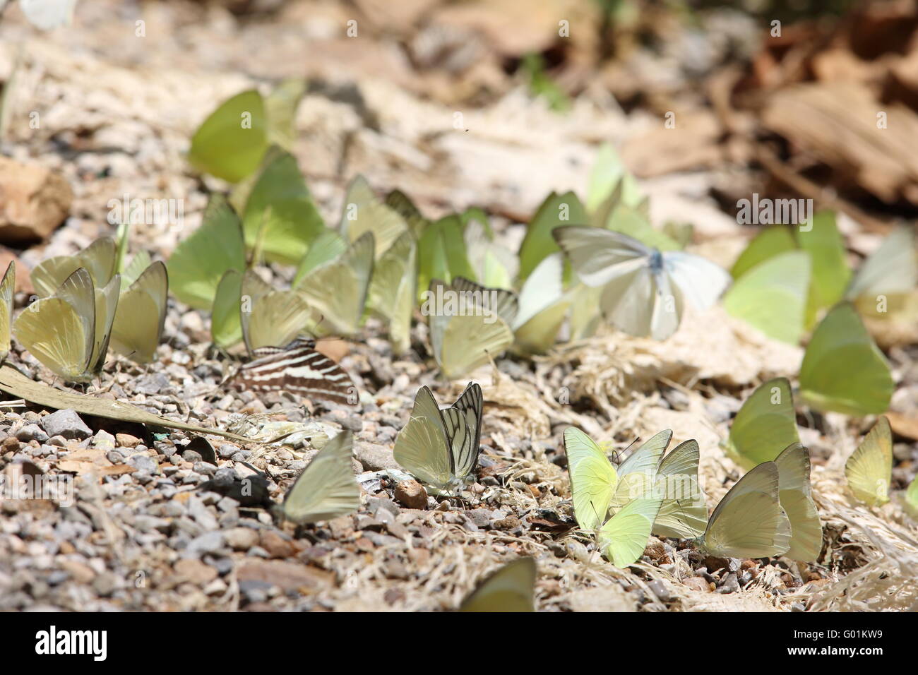 Asian butterflies hi-res stock photography and images - Alamy