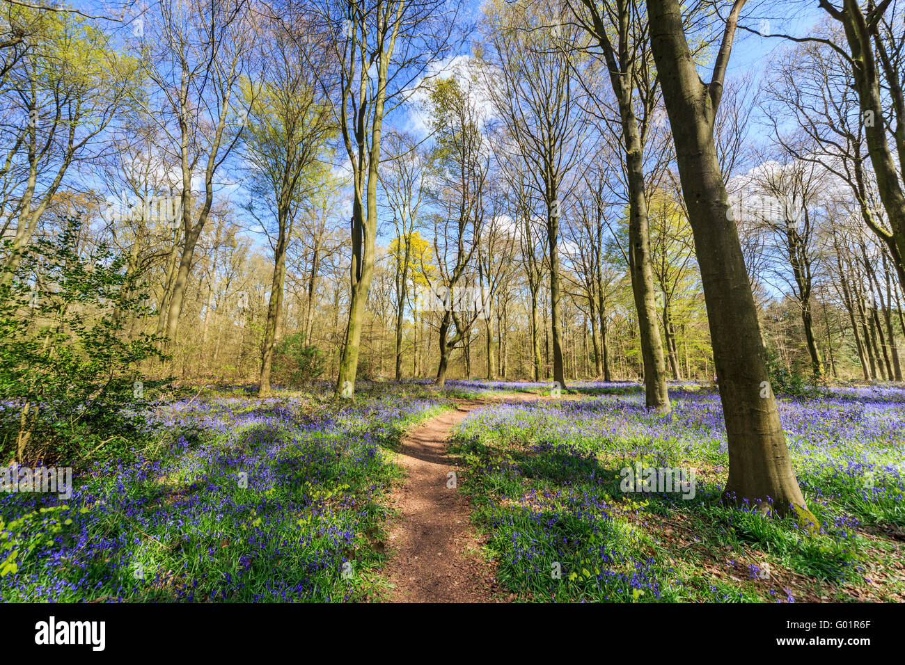 Bluebells in bloom in micheldever wood hi-res stock photography and ...