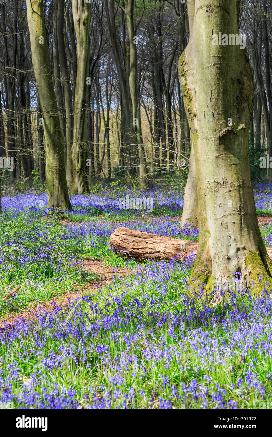 Bluebells flowering in beech woodland in Micheldever Woods, Winchester ...