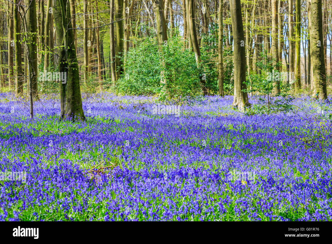 Bluebells in bloom in micheldever wood hi-res stock photography and ...