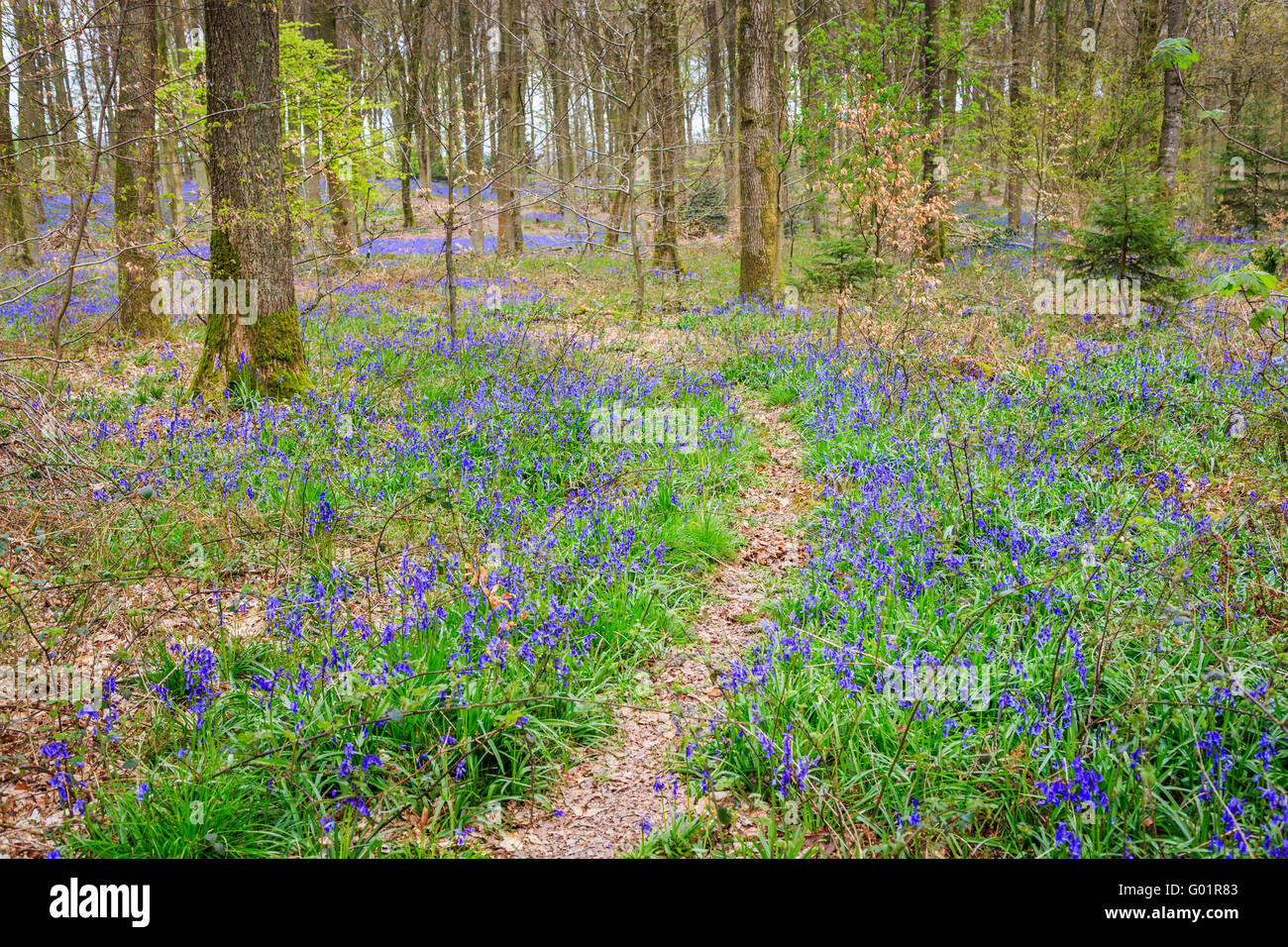 Micheldever woods hi-res stock photography and images - Alamy