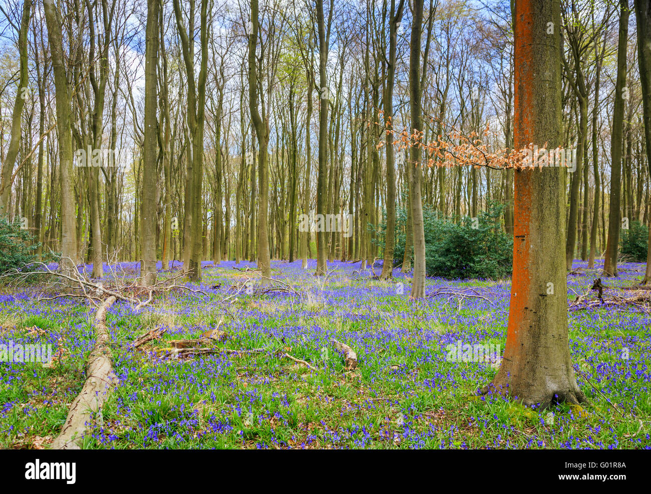 Micheldever bluebells hi-res stock photography and images - Alamy