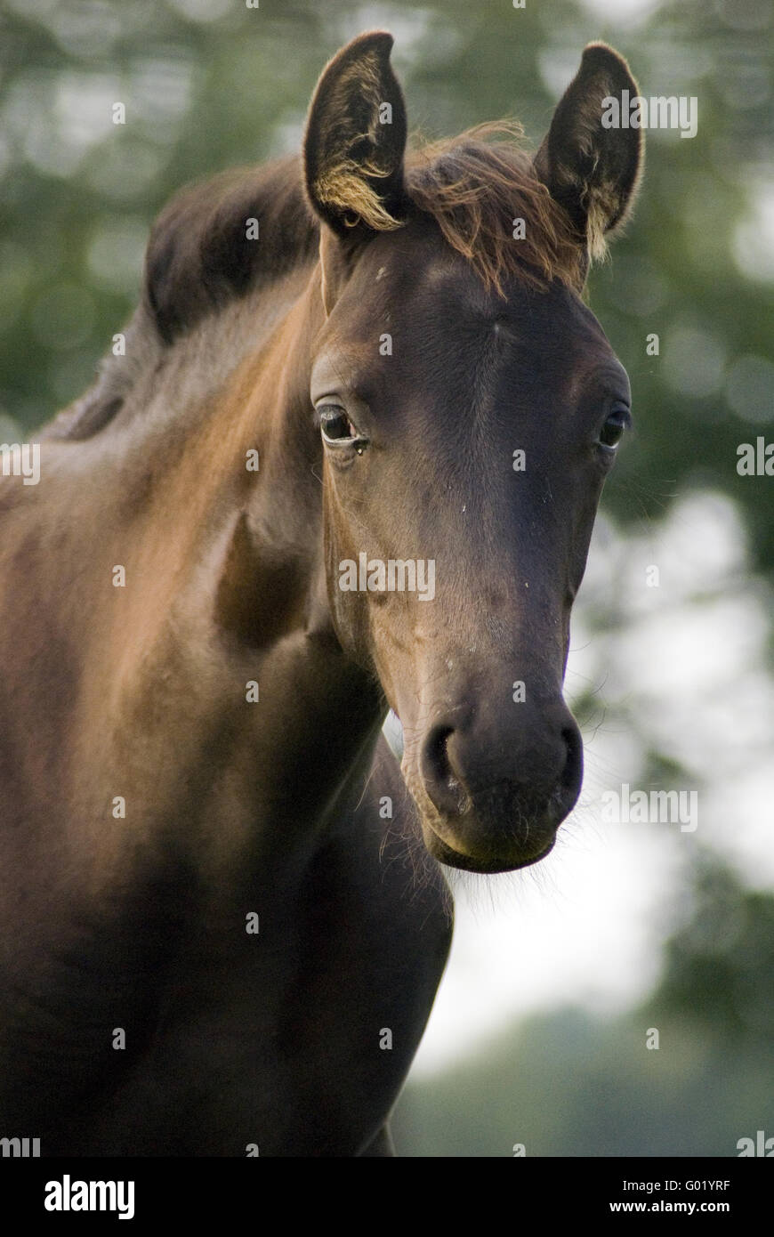 Hanoverian horse hi-res stock photography and images - Alamy