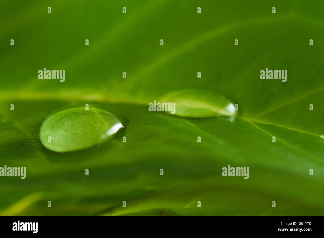 Two big water drops on a green leaf Stock Photo - Alamy