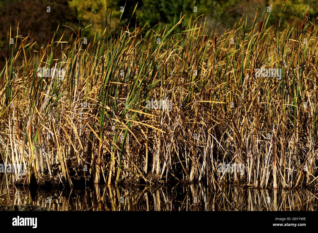 Cat Tails at waters edge Stock Photo - Alamy