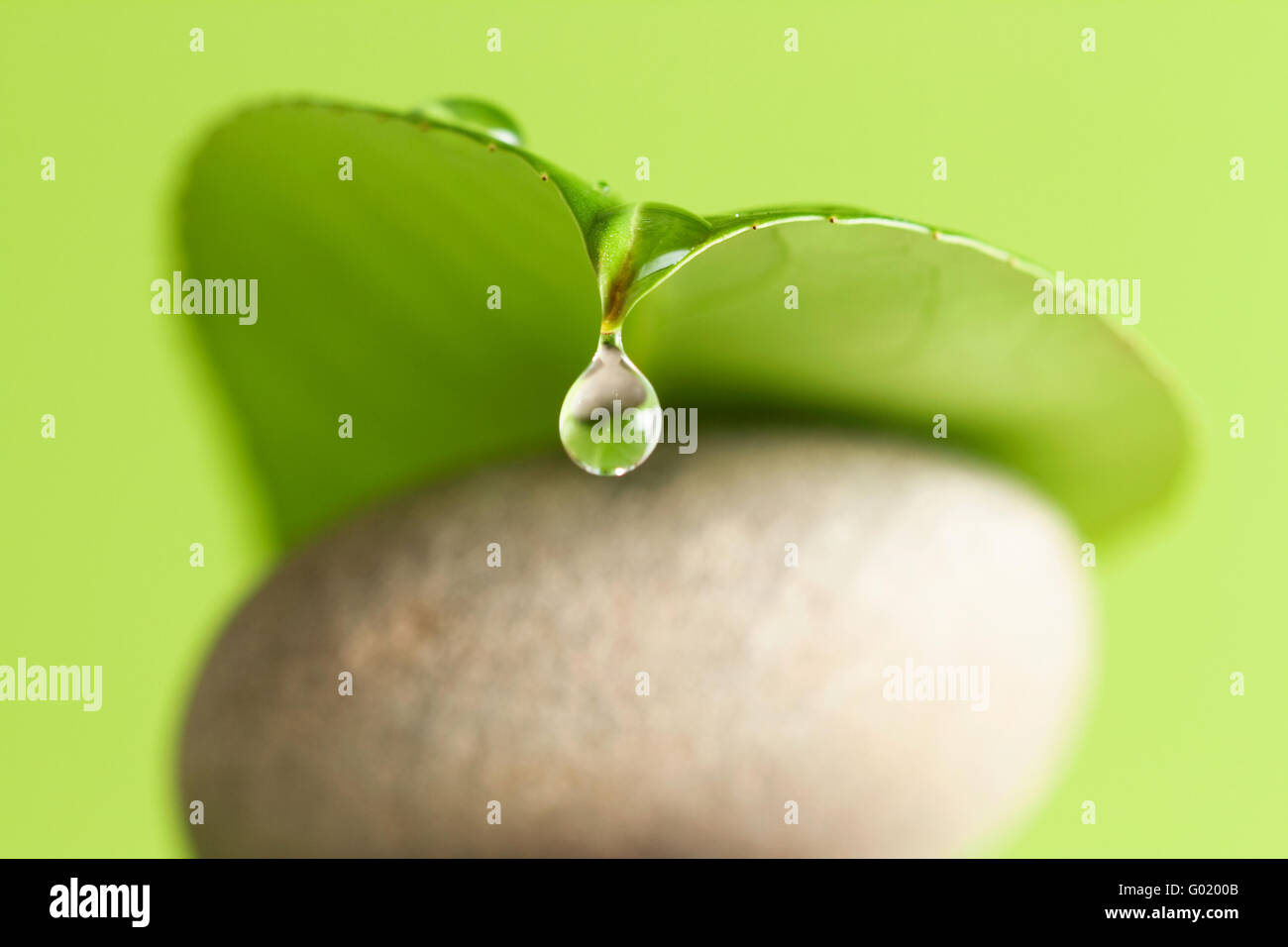 Drip Water Leaf High Resolution Stock Photography and Images - Alamy