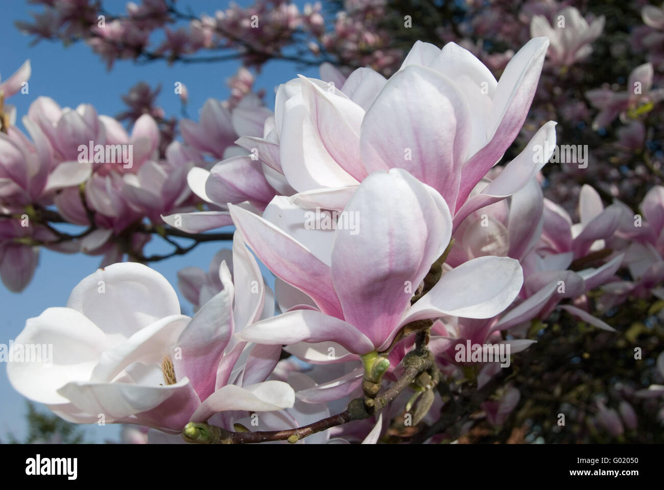 Rosa magnolia hi-res stock photography and images - Alamy