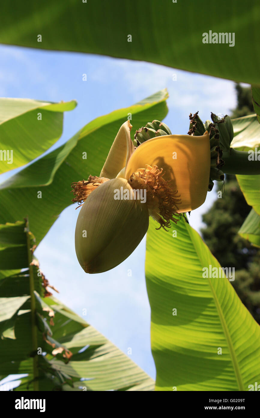 Bananenblute hi-res stock photography and images - Alamy