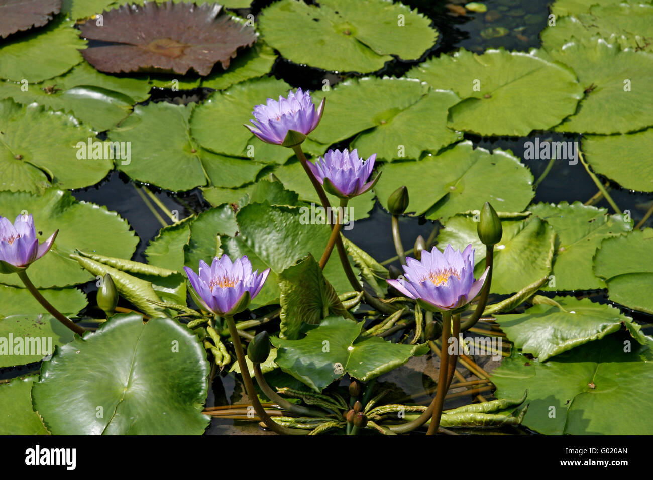 Lila lilly hi-res stock photography and images - Alamy