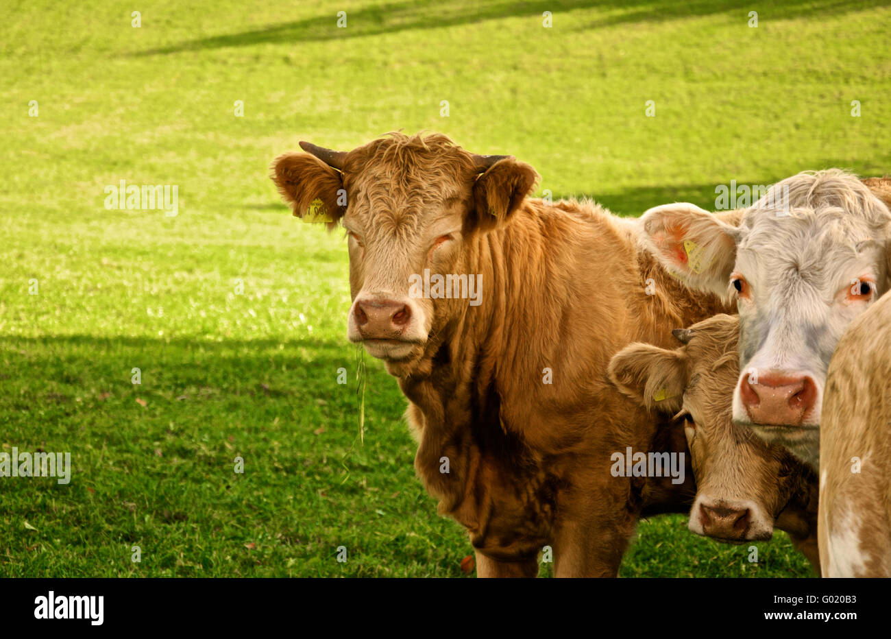 Ecological farm cows hi-res stock photography and images - Alamy