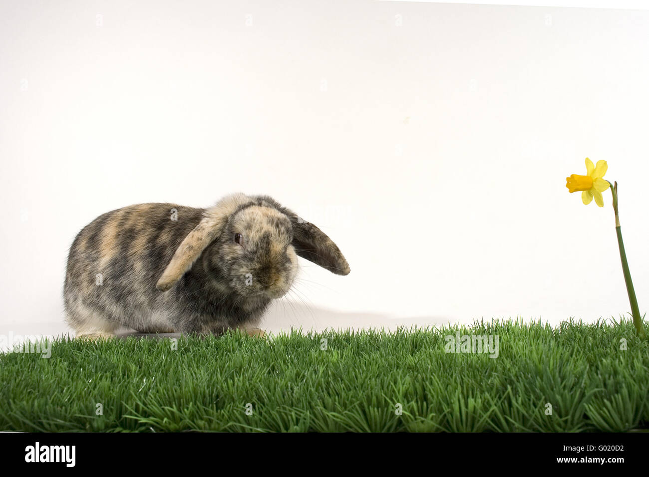 Floppy flower hi-res stock photography and images - Alamy