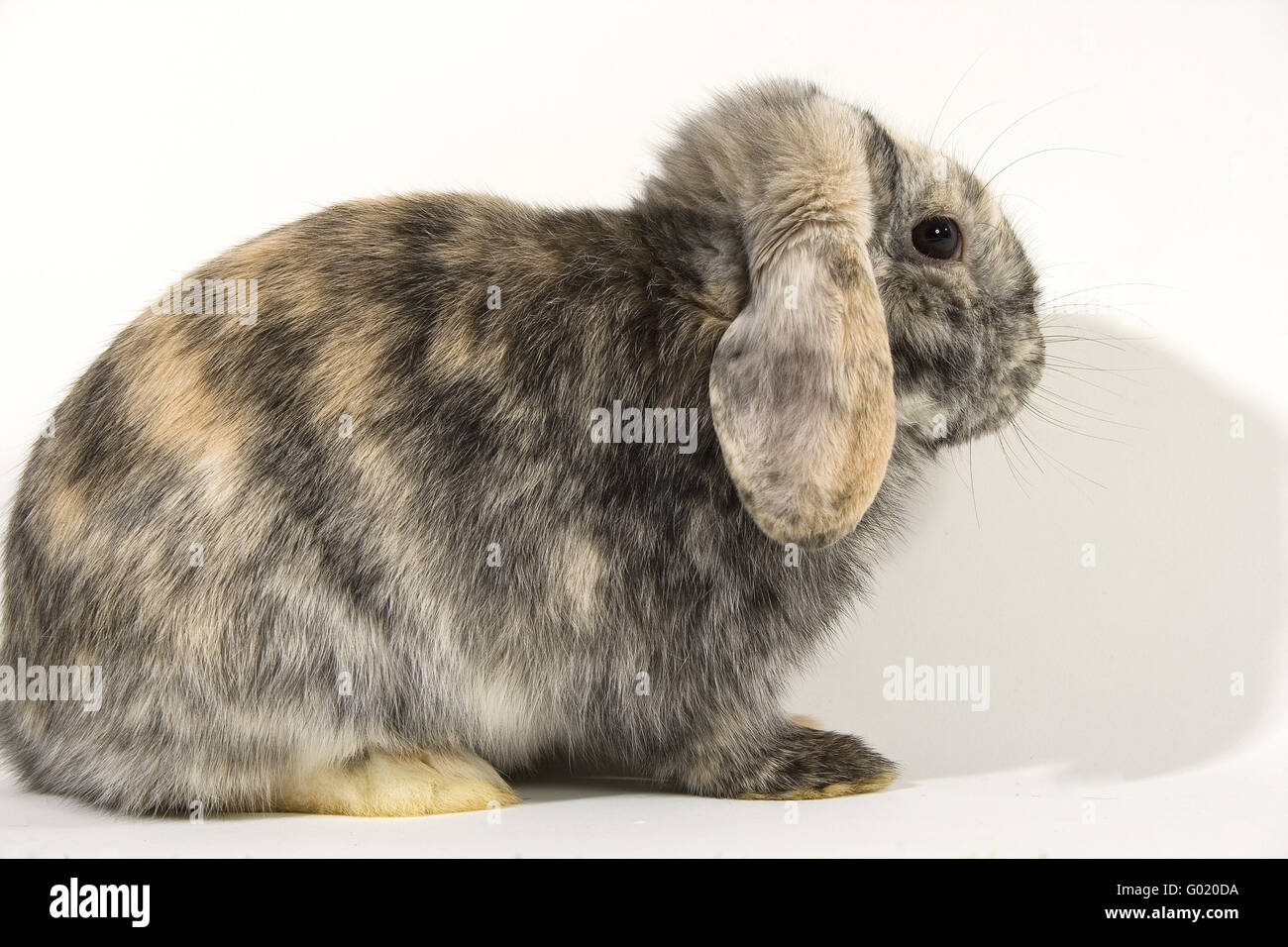 Rabbit floppy ears hi-res stock photography and images - Alamy