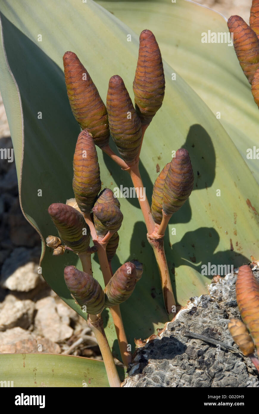 Welwitschia hi-res stock photography and images - Alamy