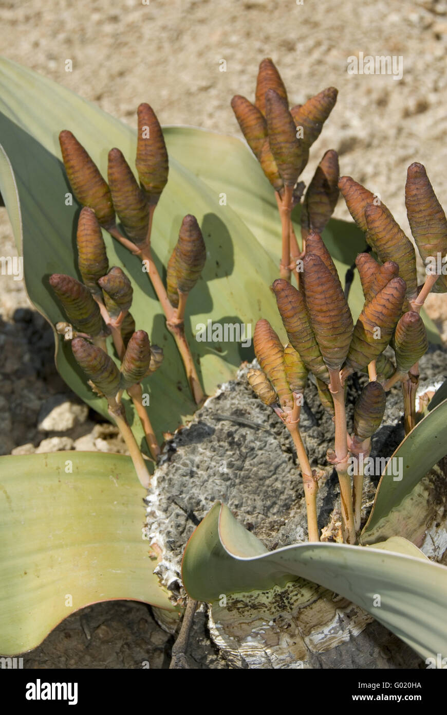 Welwitschia hi-res stock photography and images - Alamy