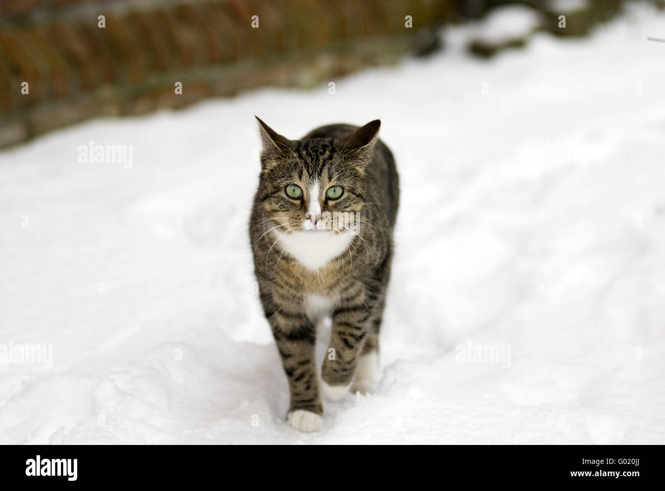 domestic cat, snow Stock Photo - Alamy