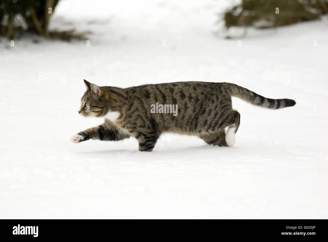 domestic cat, snow Stock Photo - Alamy