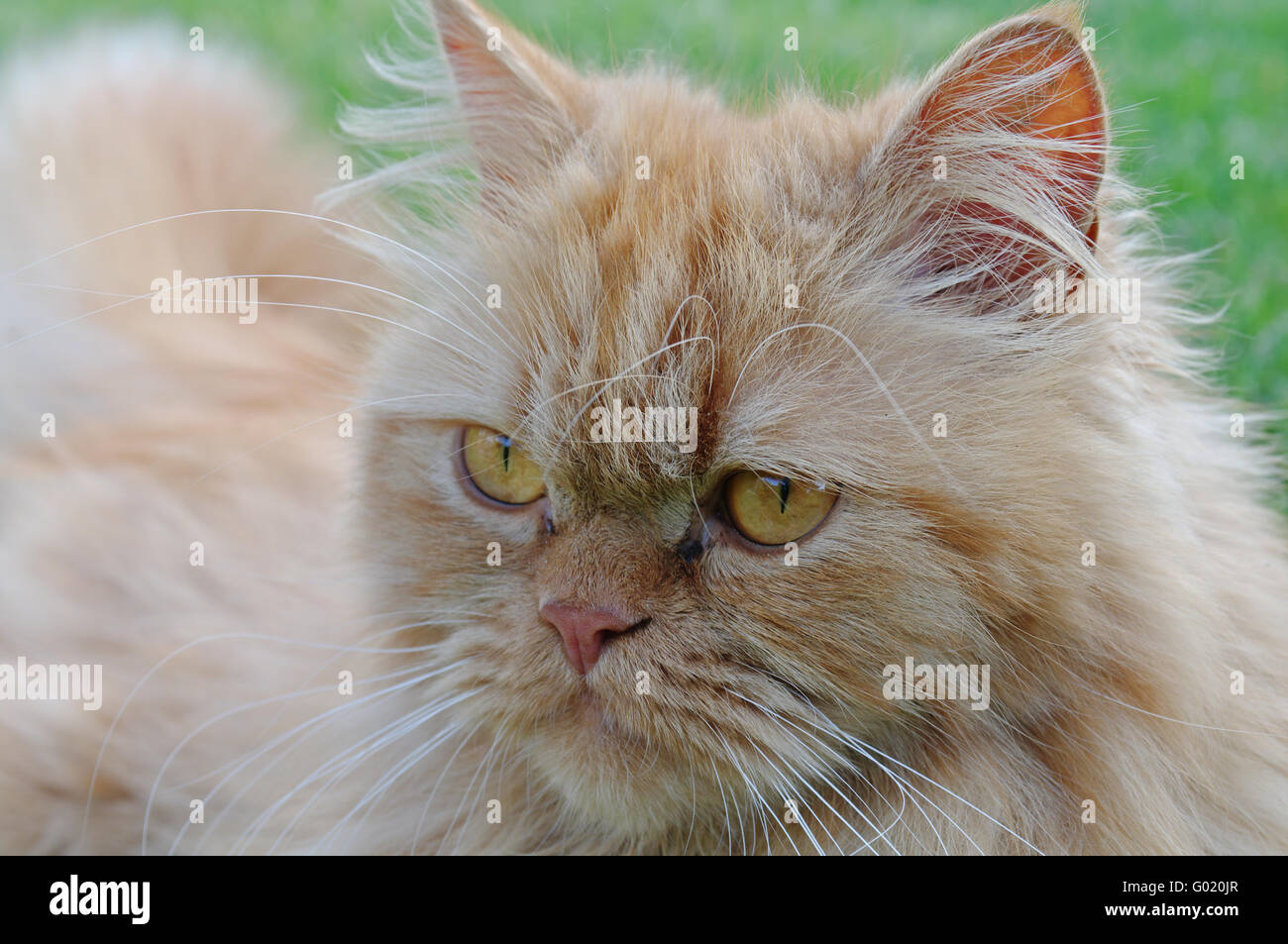 Persian long haired ginger cat hi-res stock photography and images - Alamy