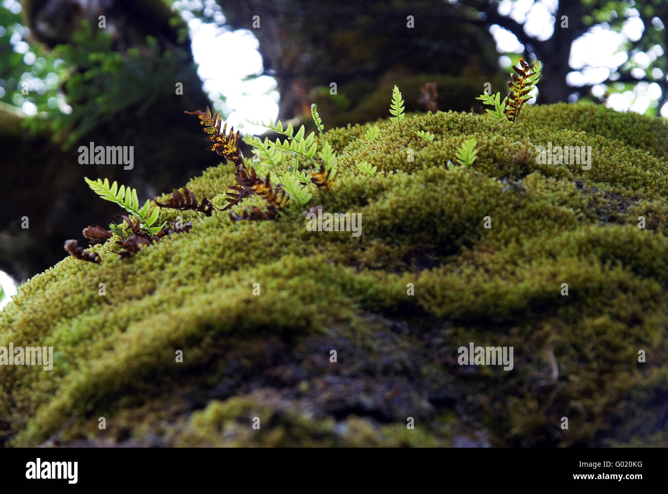 Moos maple hi-res stock photography and images - Alamy