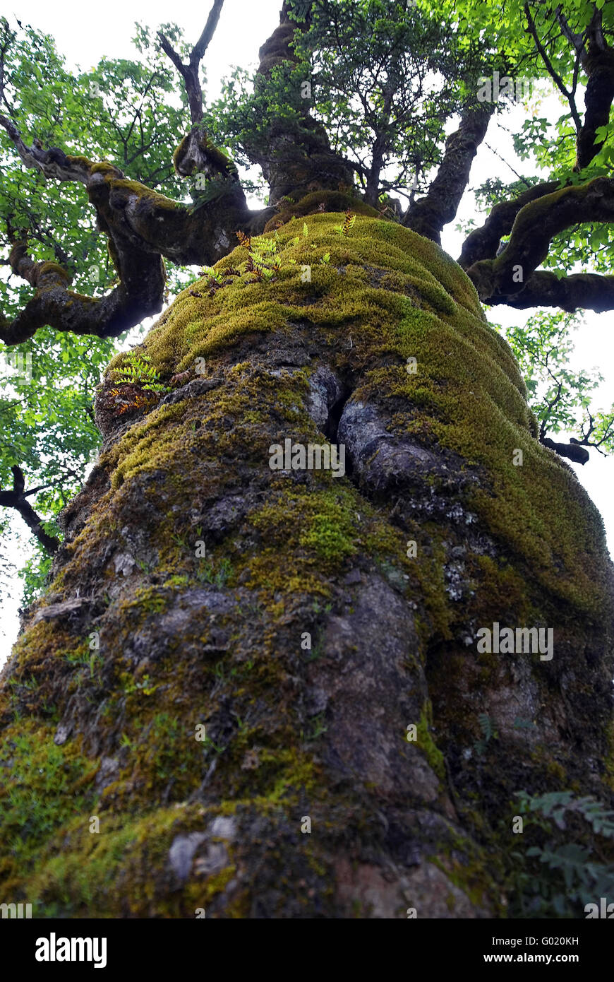 Crown rot tree hi-res stock photography and images - Alamy