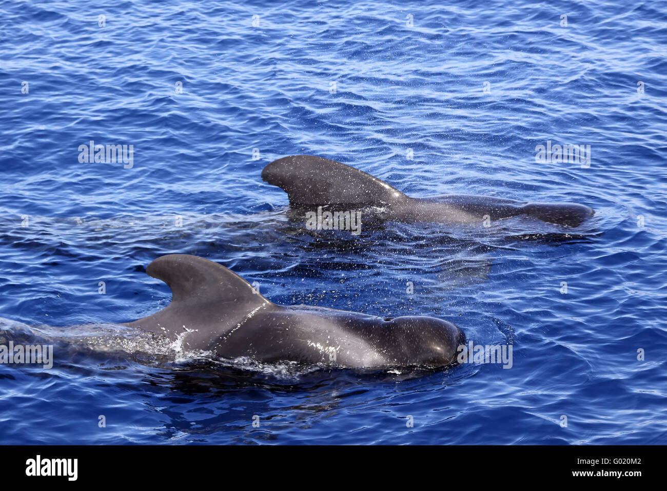 shortfin pilot whale Stock Photo - Alamy