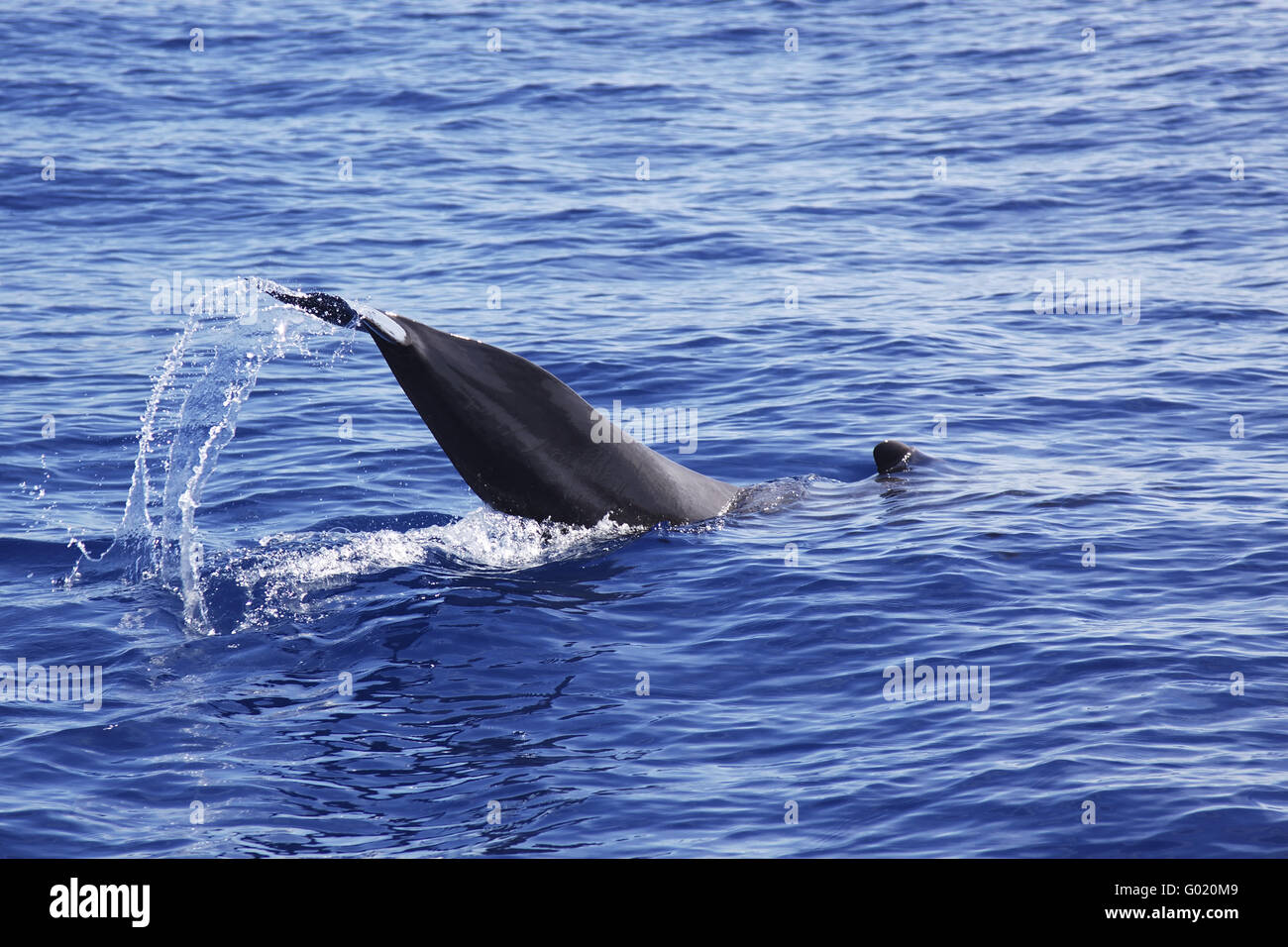 shortfin pilot whale Stock Photo - Alamy