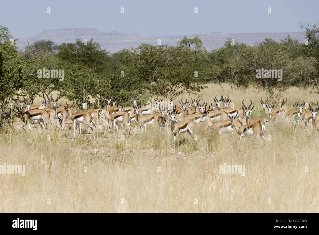 Springboks hi-res stock photography and images - Alamy