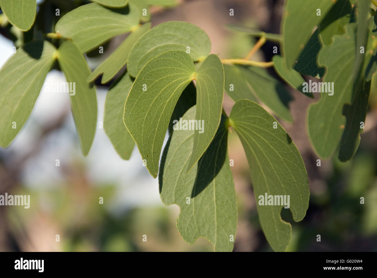 Mopane tree hi-res stock photography and images - Alamy