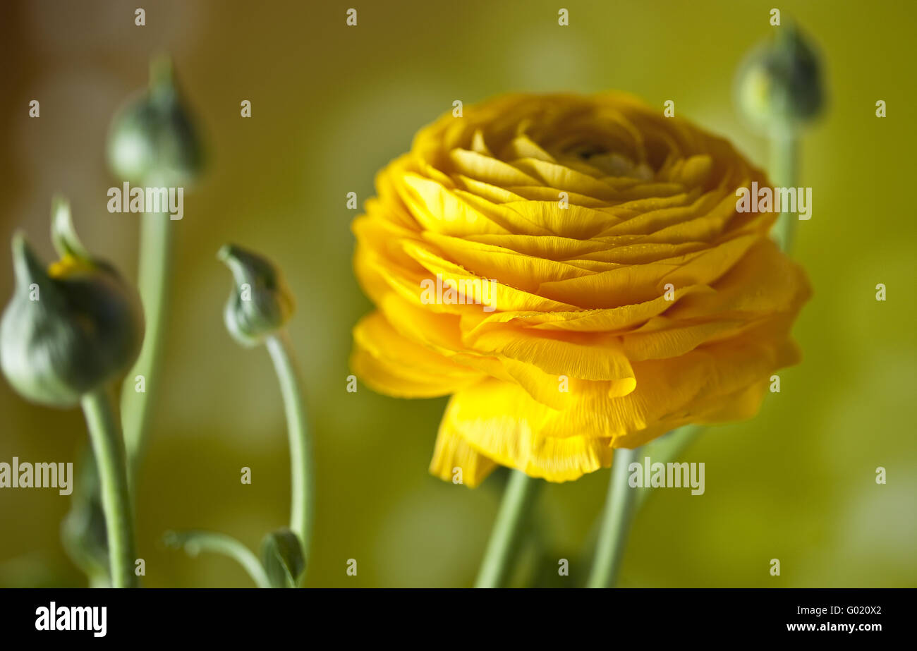 Yellow Persian Buttercup Flower Ranunculus asiaticus Stock Photo - Alamy