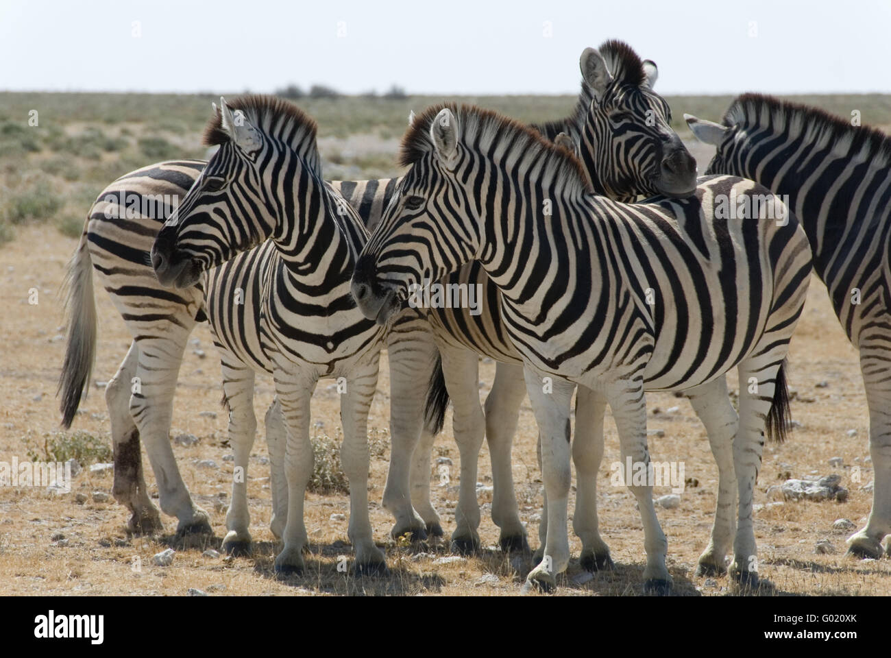 Steppenzebras hi-res stock photography and images - Alamy