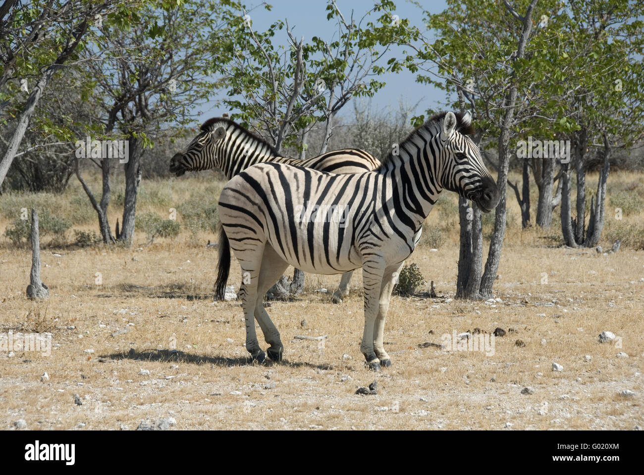 Steppenzebras hi-res stock photography and images - Alamy