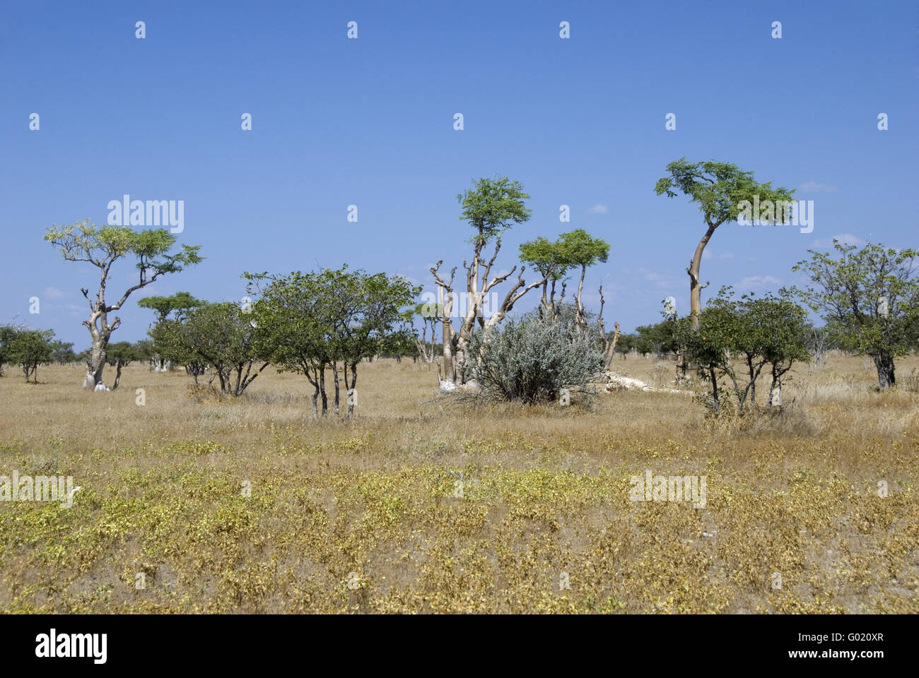 Moringa ovalifolia hi-res stock photography and images - Alamy