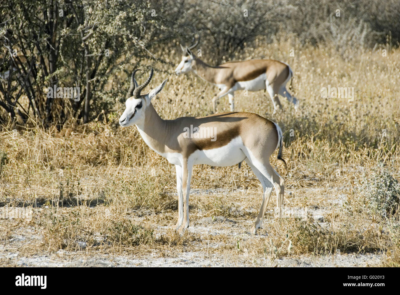 Springbok hi-res stock photography and images - Alamy