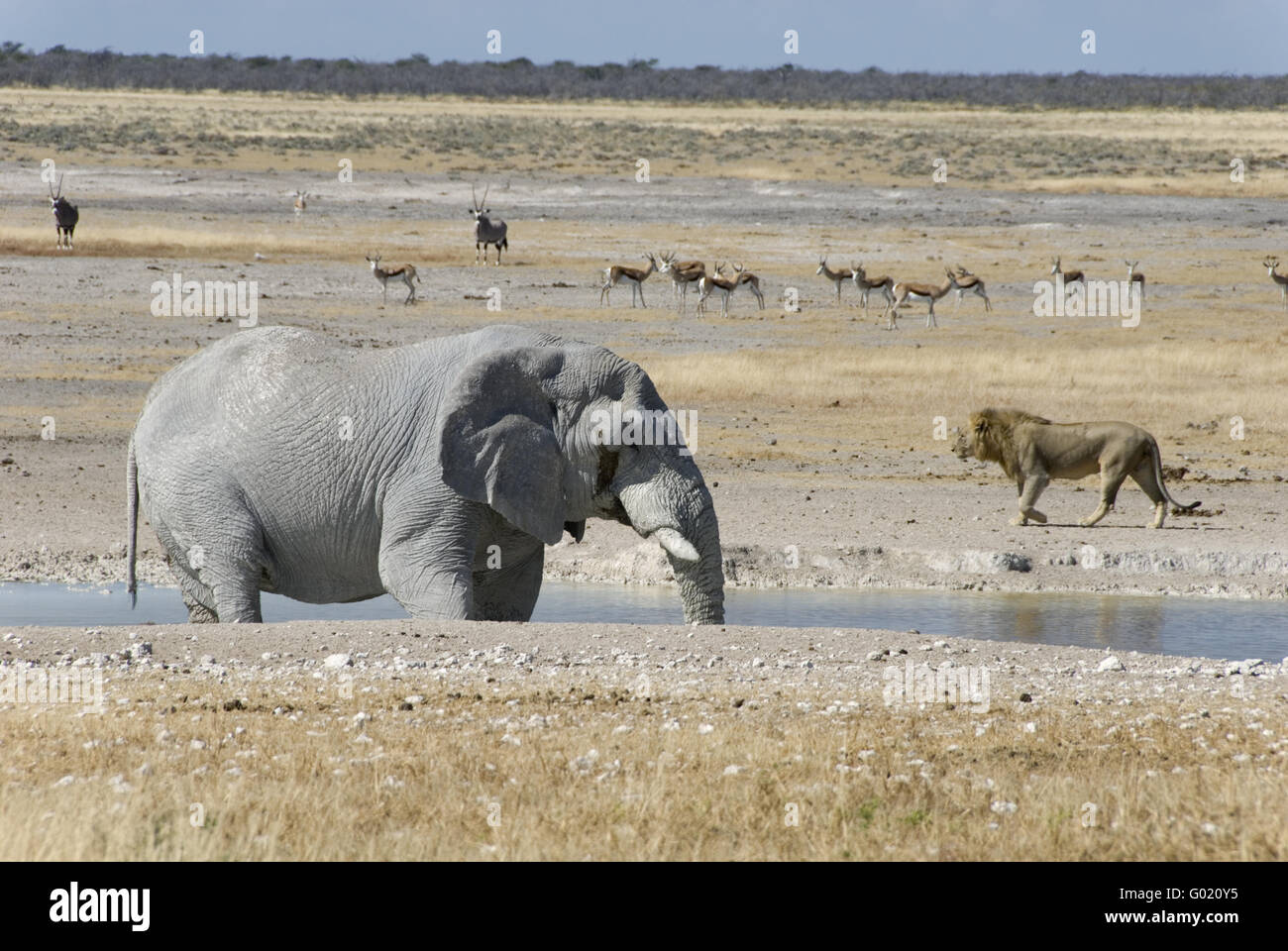 Lion and elephant hi-res stock photography and images - Alamy