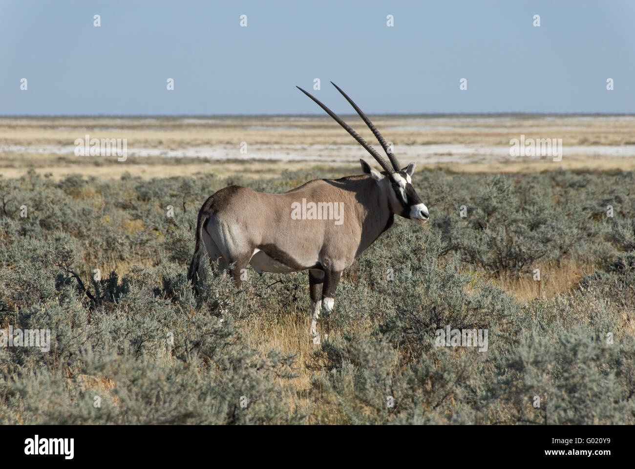 Gemsbok hi-res stock photography and images - Alamy