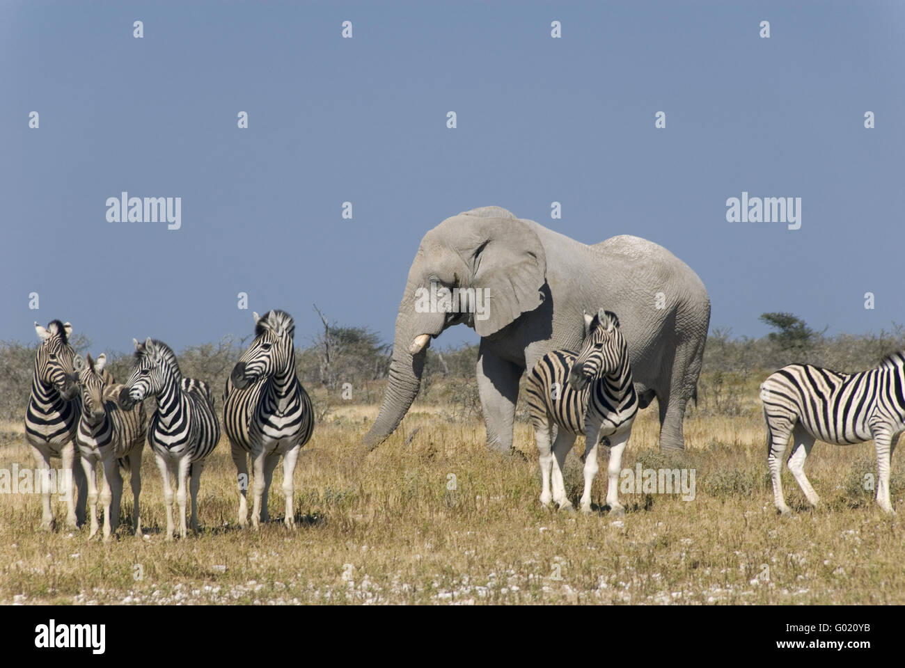 african elephant and zebras Stock Photo - Alamy