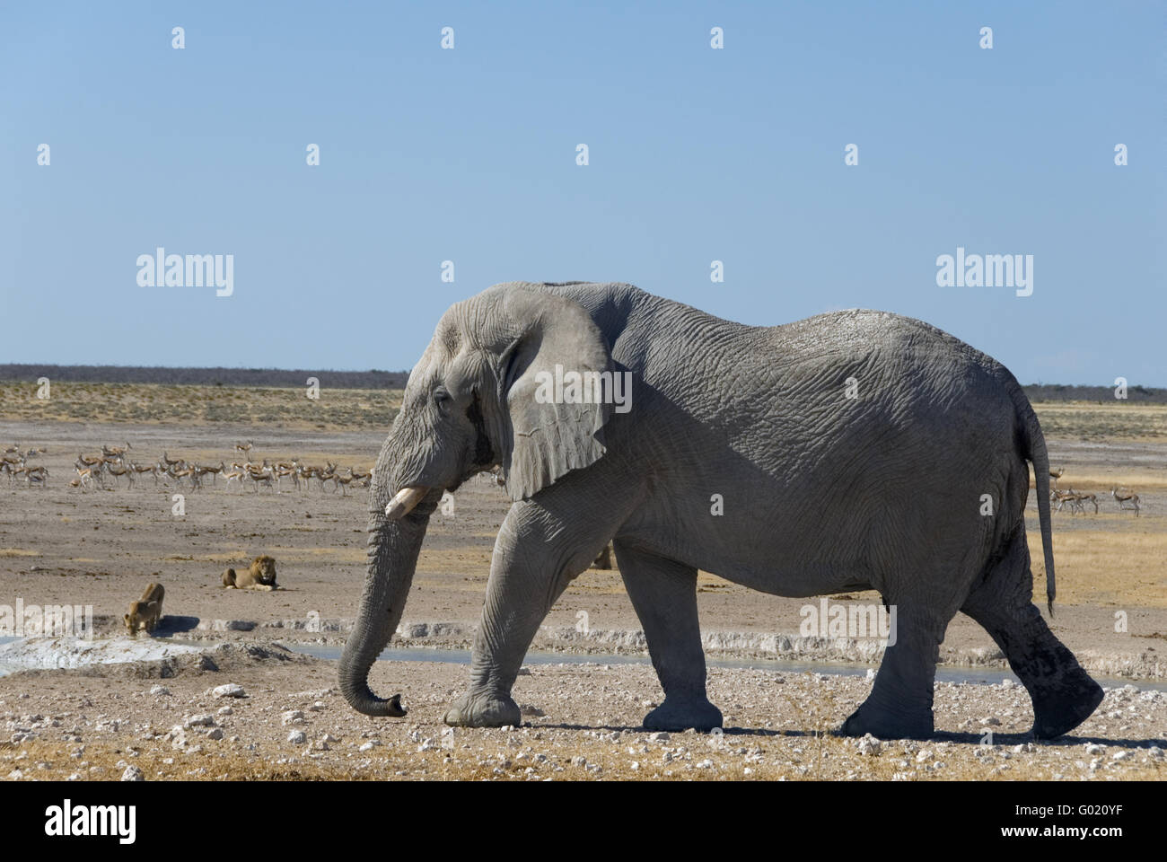 Lion and elephant hi-res stock photography and images - Alamy