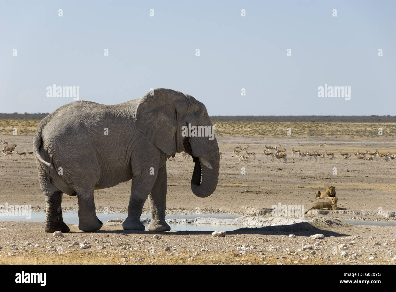 Lion and elephant hi-res stock photography and images - Alamy