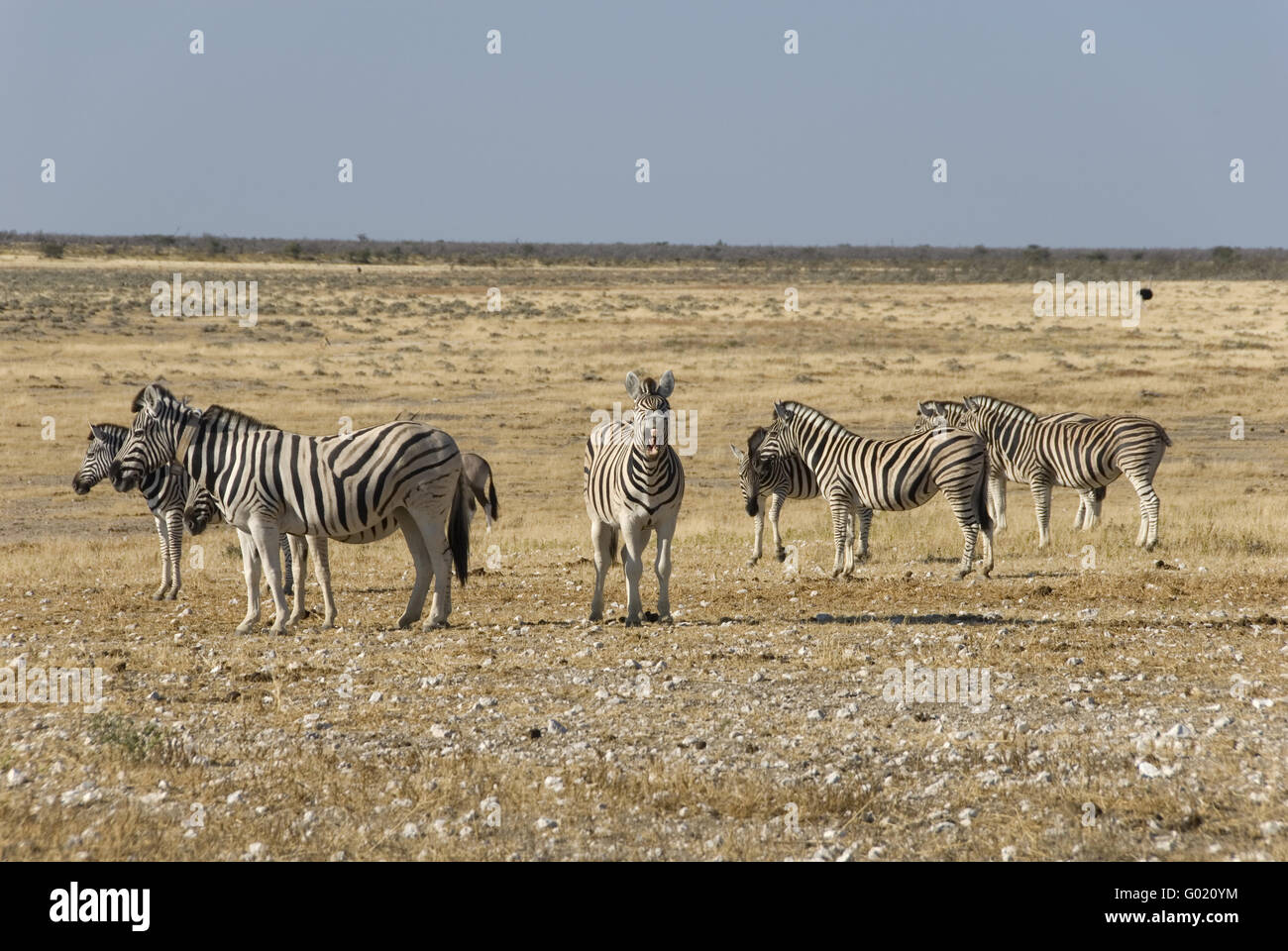 Zebras zebra hi-res stock photography and images - Alamy