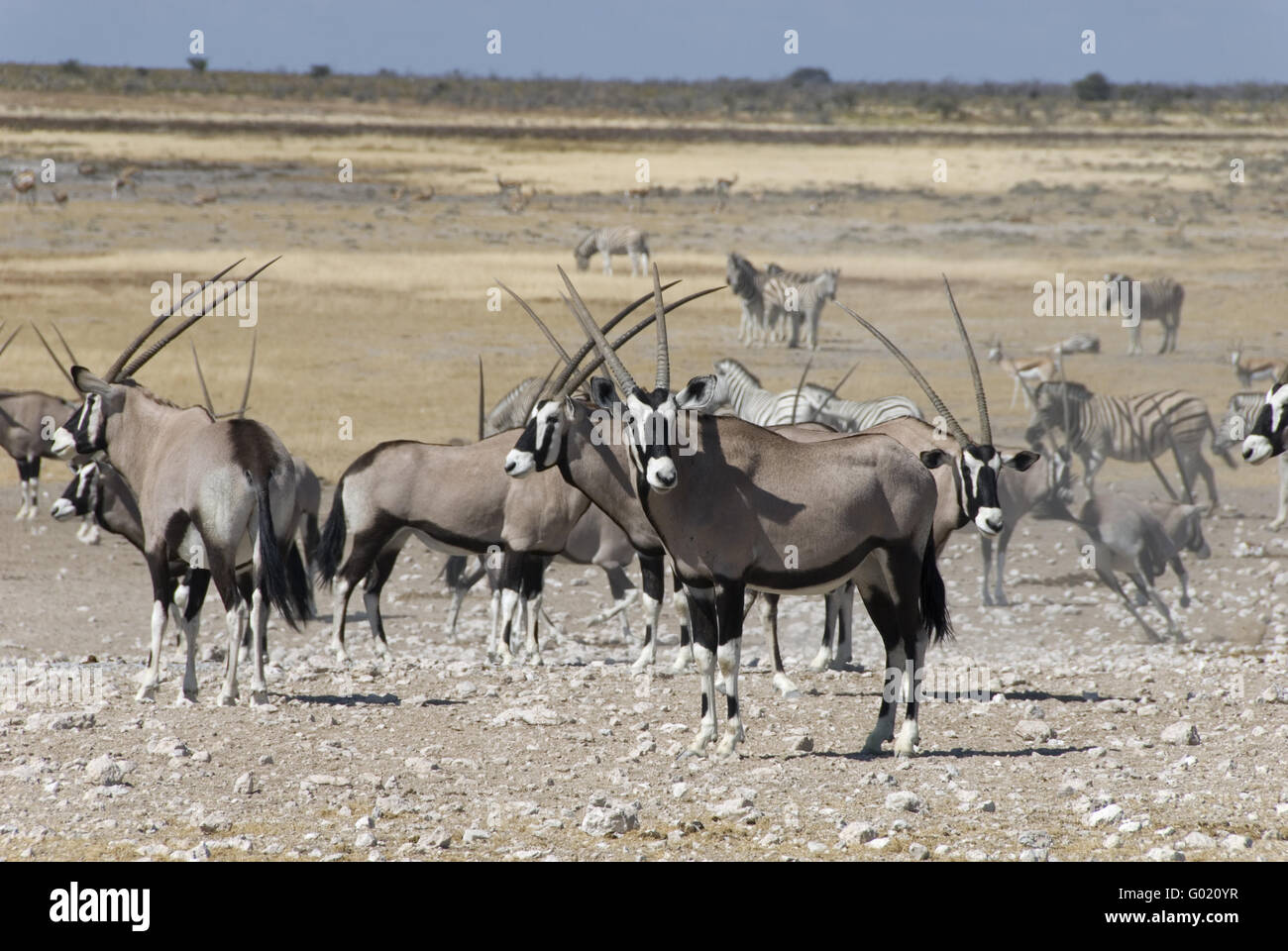 Gemsbok hi-res stock photography and images - Alamy