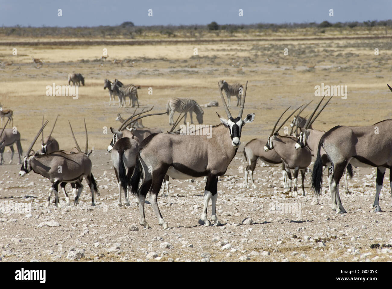 Gazellen gazelle hi-res stock photography and images - Alamy