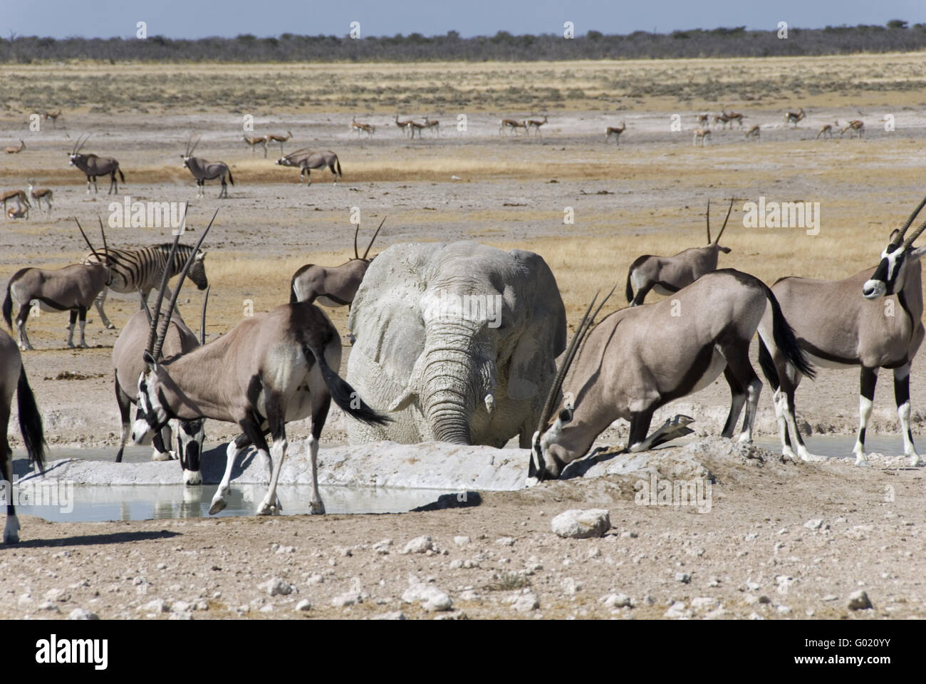 african elephant and oryx Stock Photo - Alamy