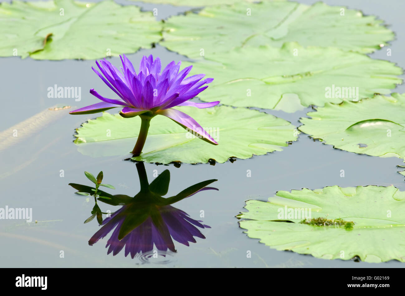 A single purple water lily with reflection over water Stock Photo - Alamy